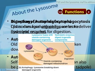 TSD and the lysosome (maTrix edition) | PPT | Brain and Nervous System ...