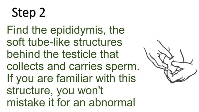 Testicular Self Examination | PPTX