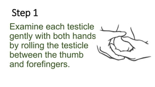 Testicular Exam