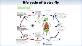 TSE TSE infection TSE TSE infection .pptx