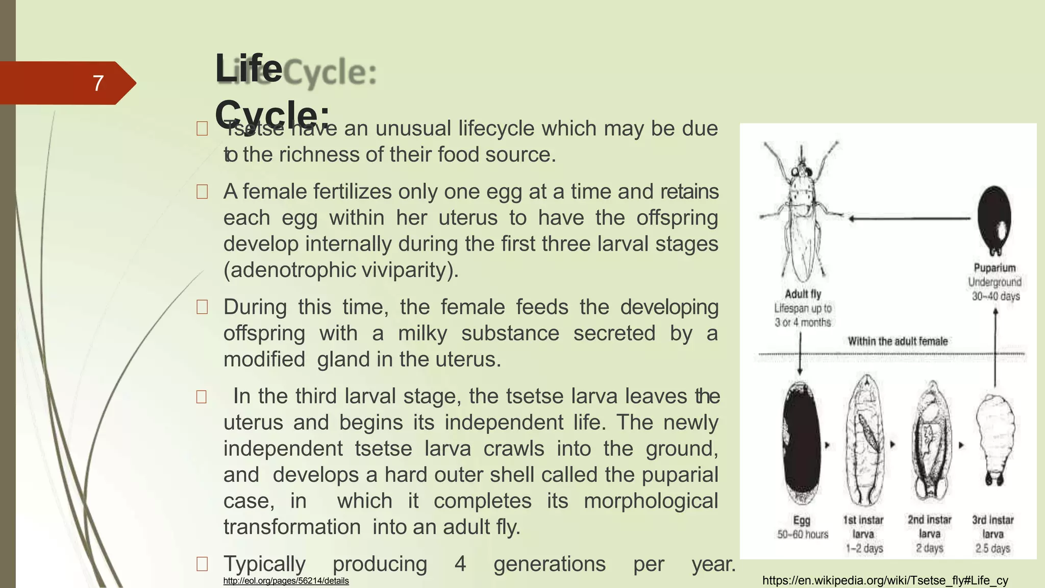 tsetseflies-180123133607.pptx