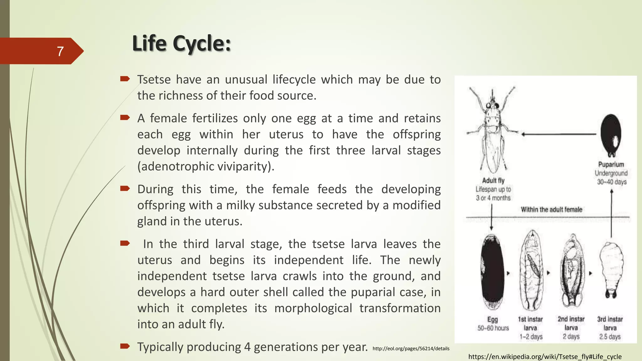Tsetse flies | PPTX