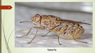 Tsetse flies | PPTX