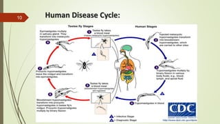 Tsetse Fly Life Cycle