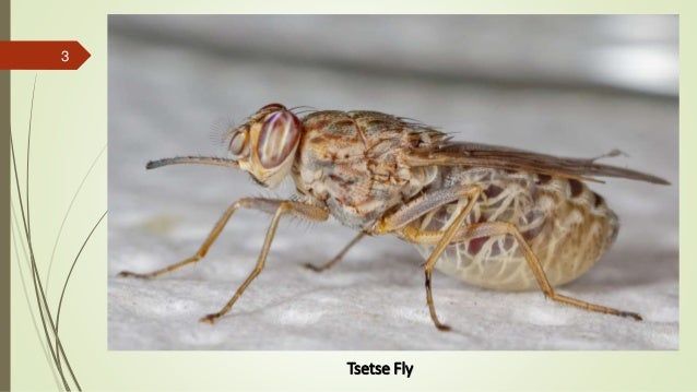 Tsetse flies