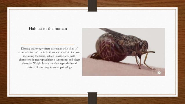 Tsetse flies (Flies) Muscidae.pptx