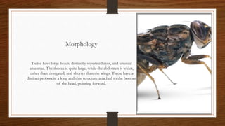 Tsetse flies (Flies) Muscidae.pptx