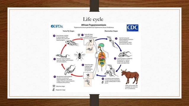 Tsetse flies (Flies) Muscidae.pptx