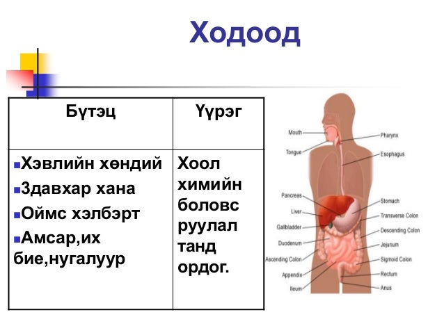 Хоол боловсруулах тогтолцоо