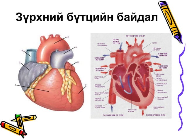 Цусны эргэлтийн тогтолцоо