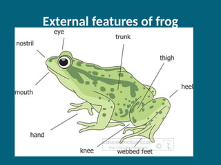 1._Frog_Intro..frog the posion of frog kingdom animalia | PPT