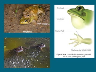 1._Frog_Intro..frog the posion of frog kingdom animalia | PPTX