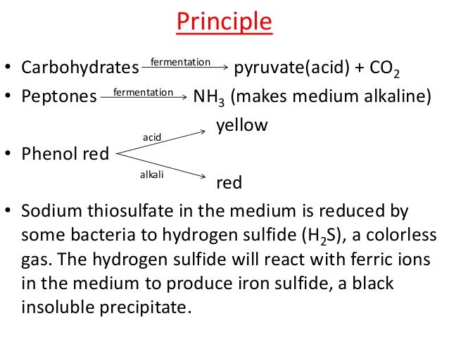 Tsi Slant Interpretation Tsi test