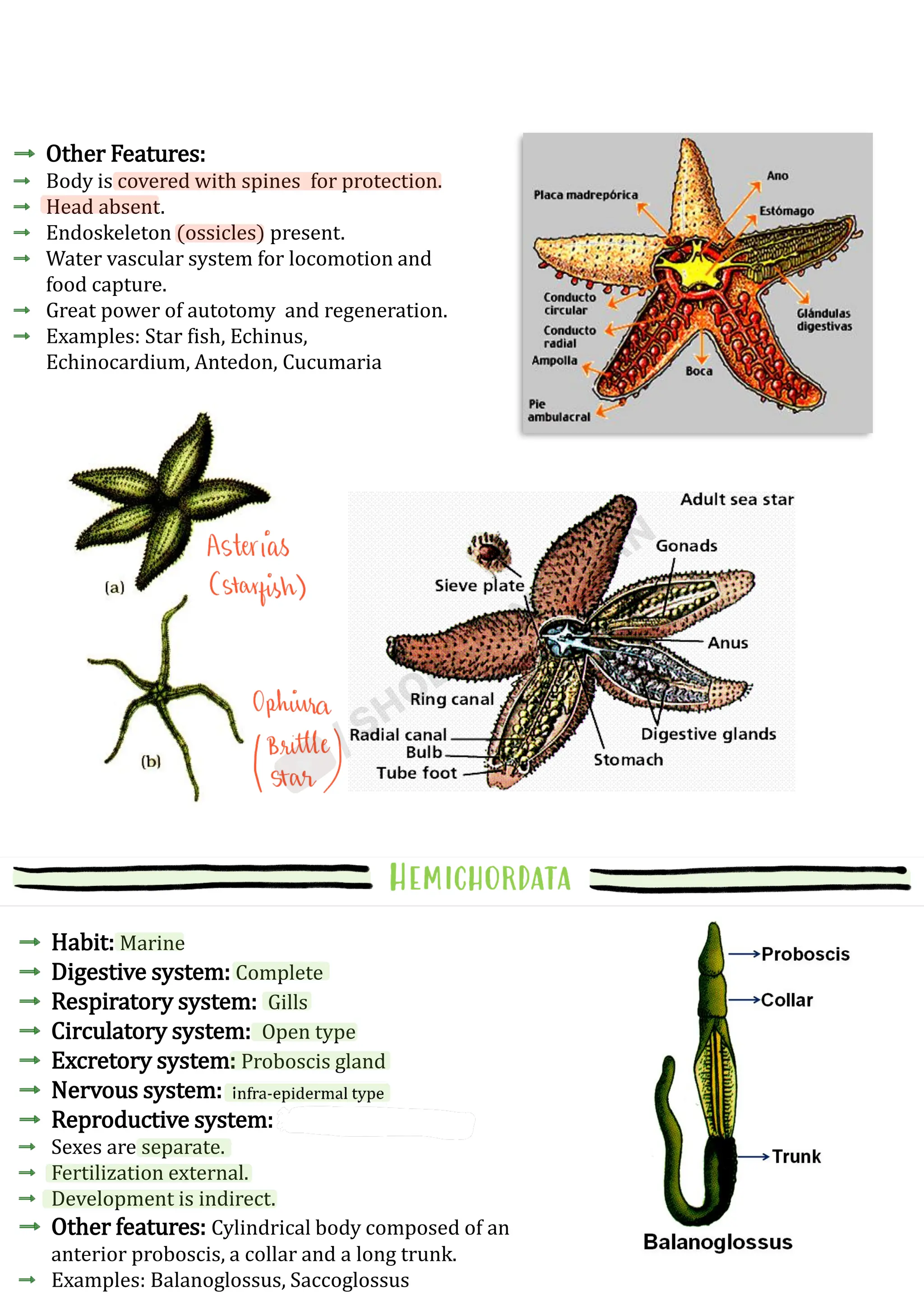 Animal_Kingdom_Shobhit_Nirwan.pdf class 11th biology | PDF