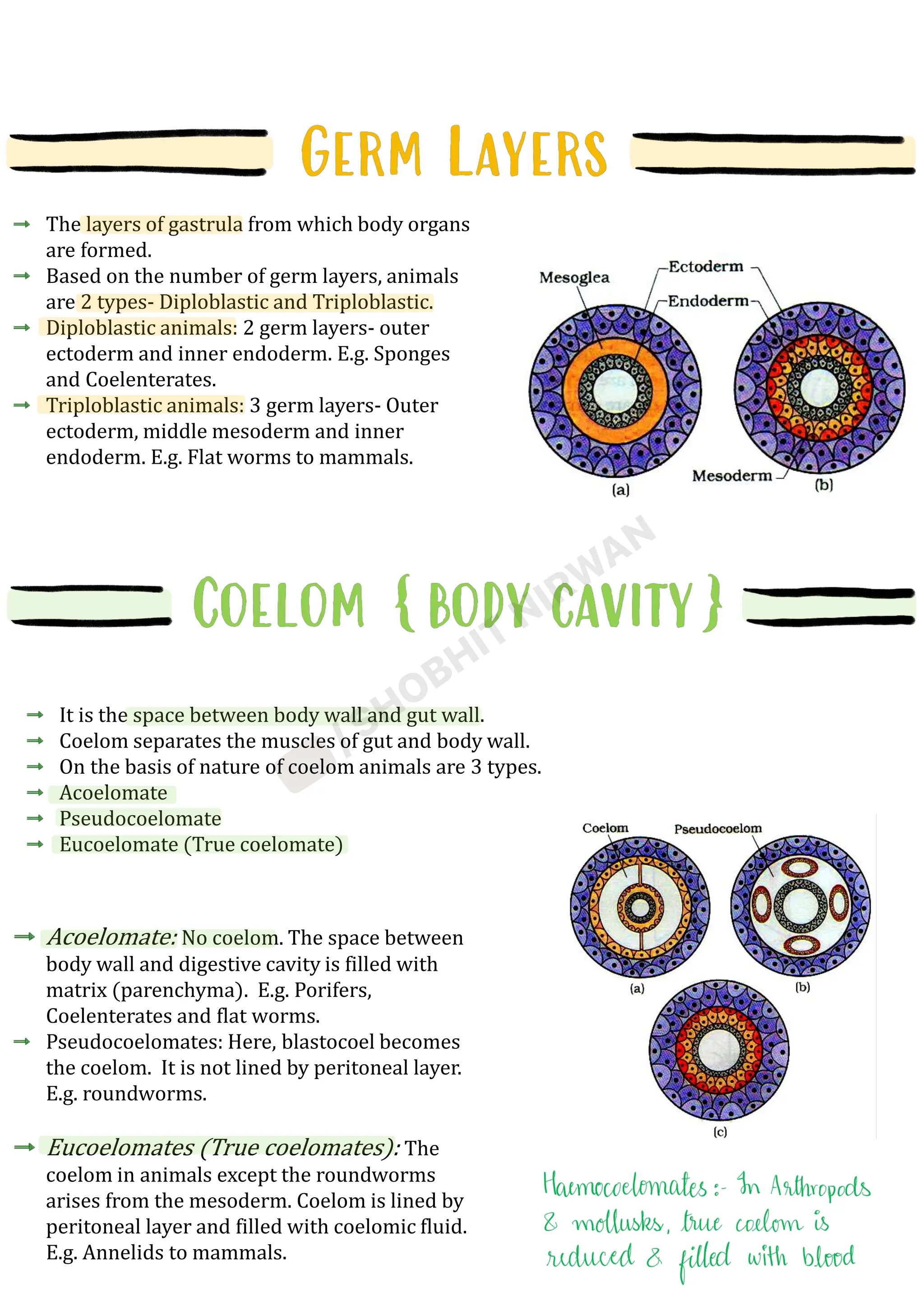 Animal_Kingdom_Shobhit_Nirwan.pdf class 11th biology | PDF