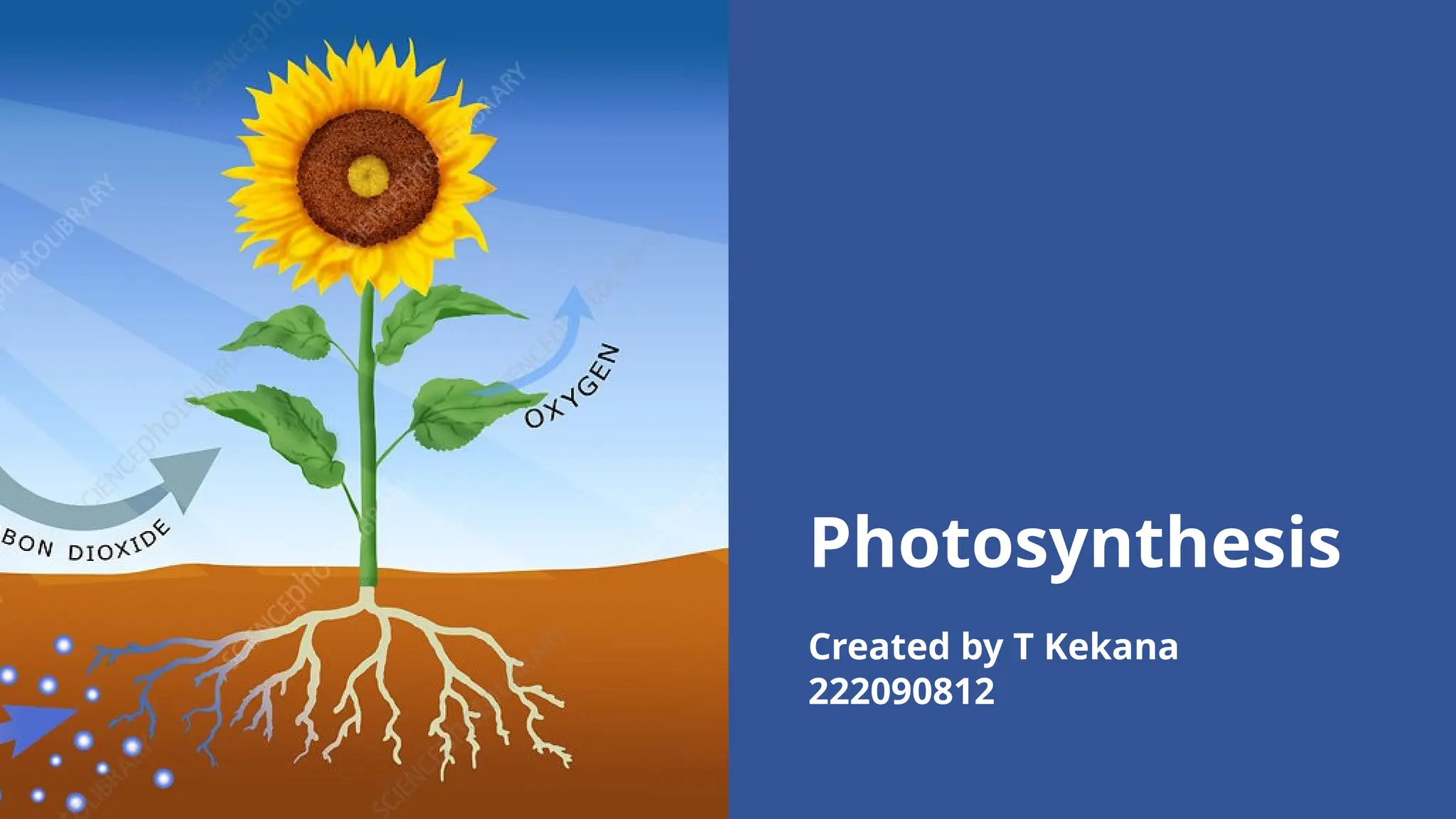 Photosynthesis (light and dark phase). pptx | PPTX