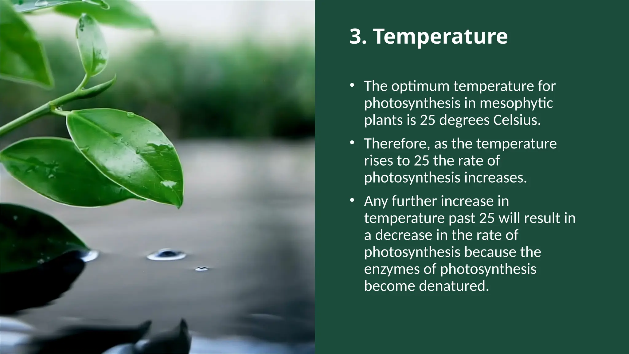 Photosynthesis (light and dark phase). pptx | PPTX
