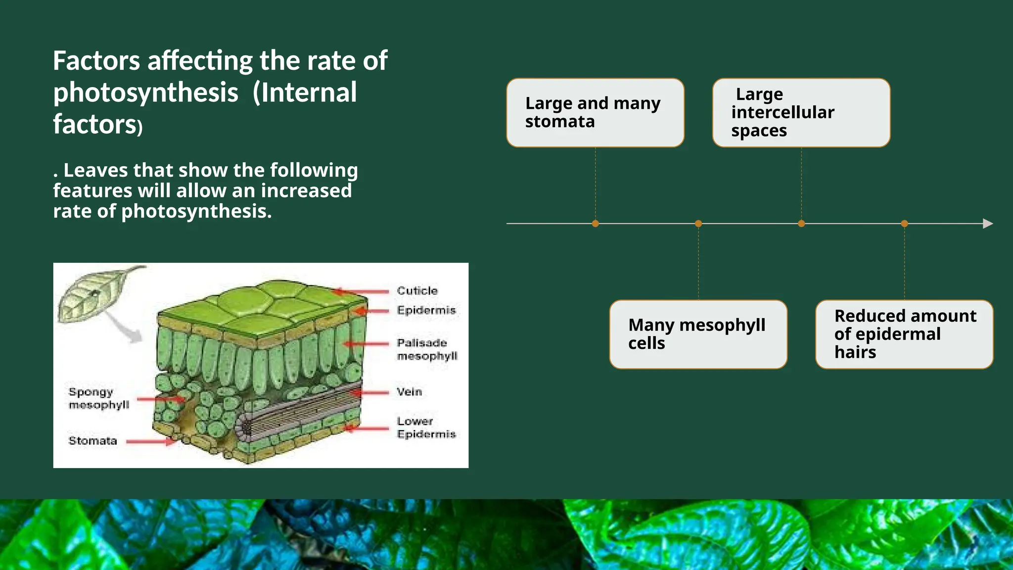 Photosynthesis (light and dark phase). pptx | PPTX