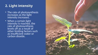 Photosynthesis (light and dark phase). pptx | PPTX
