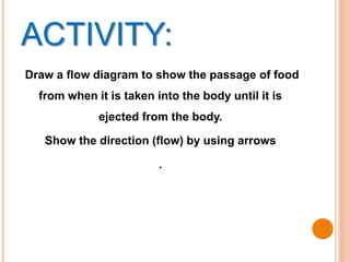 The Digestive System by PIBANTU | PPTX