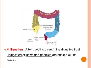 The Digestive System by PIBANTU | PPTX