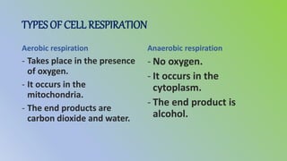 CELLULAR RESPIRATION | PPTX