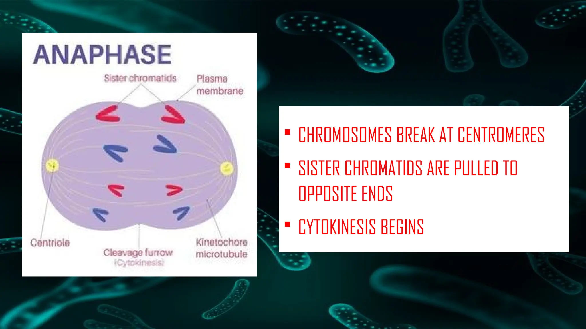 Life Sciences Grade10, Cell Division: Mitosis (and cancer) | PPTX