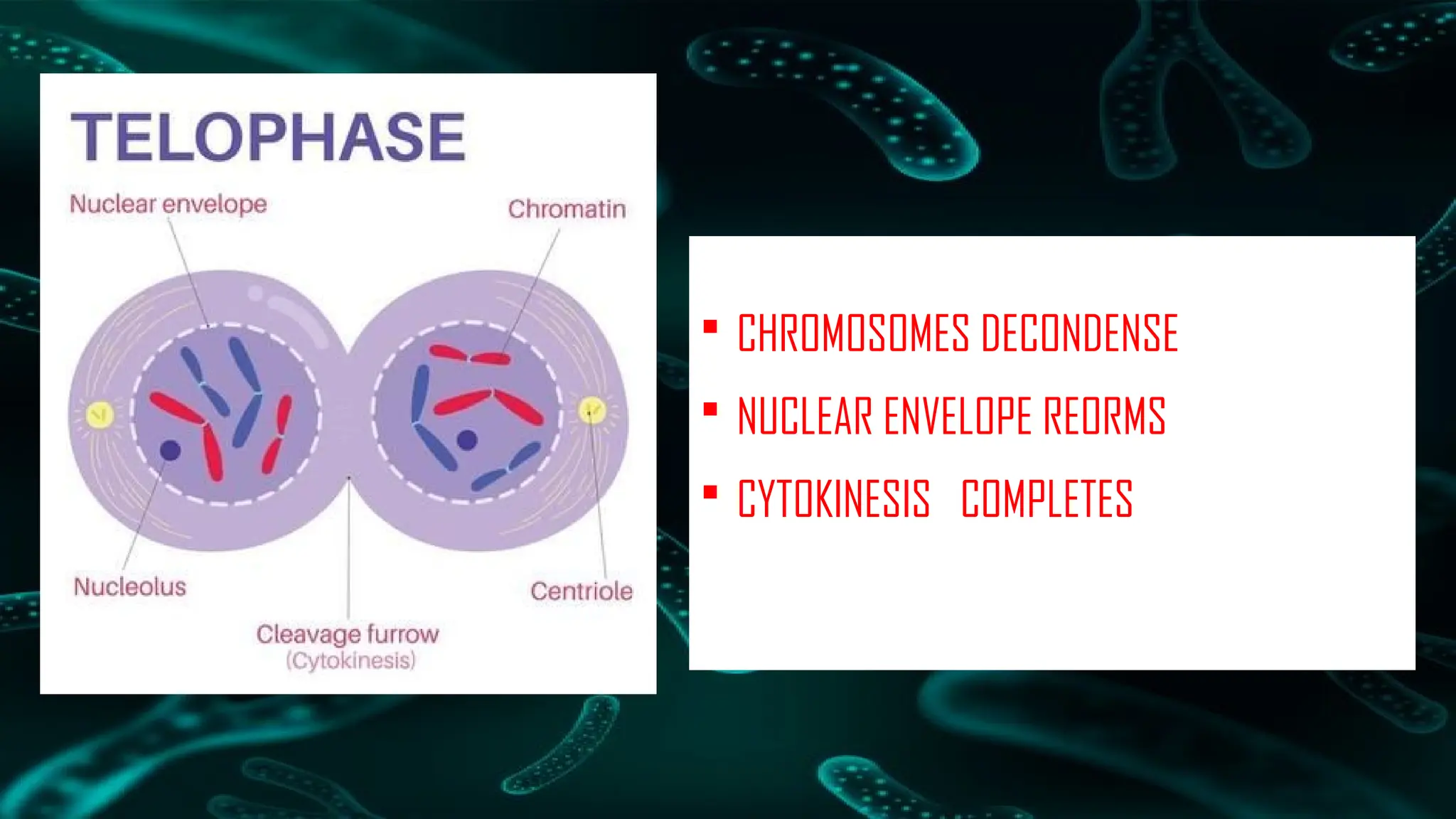 Life Sciences Grade10, Cell Division: Mitosis (and cancer) | PPTX