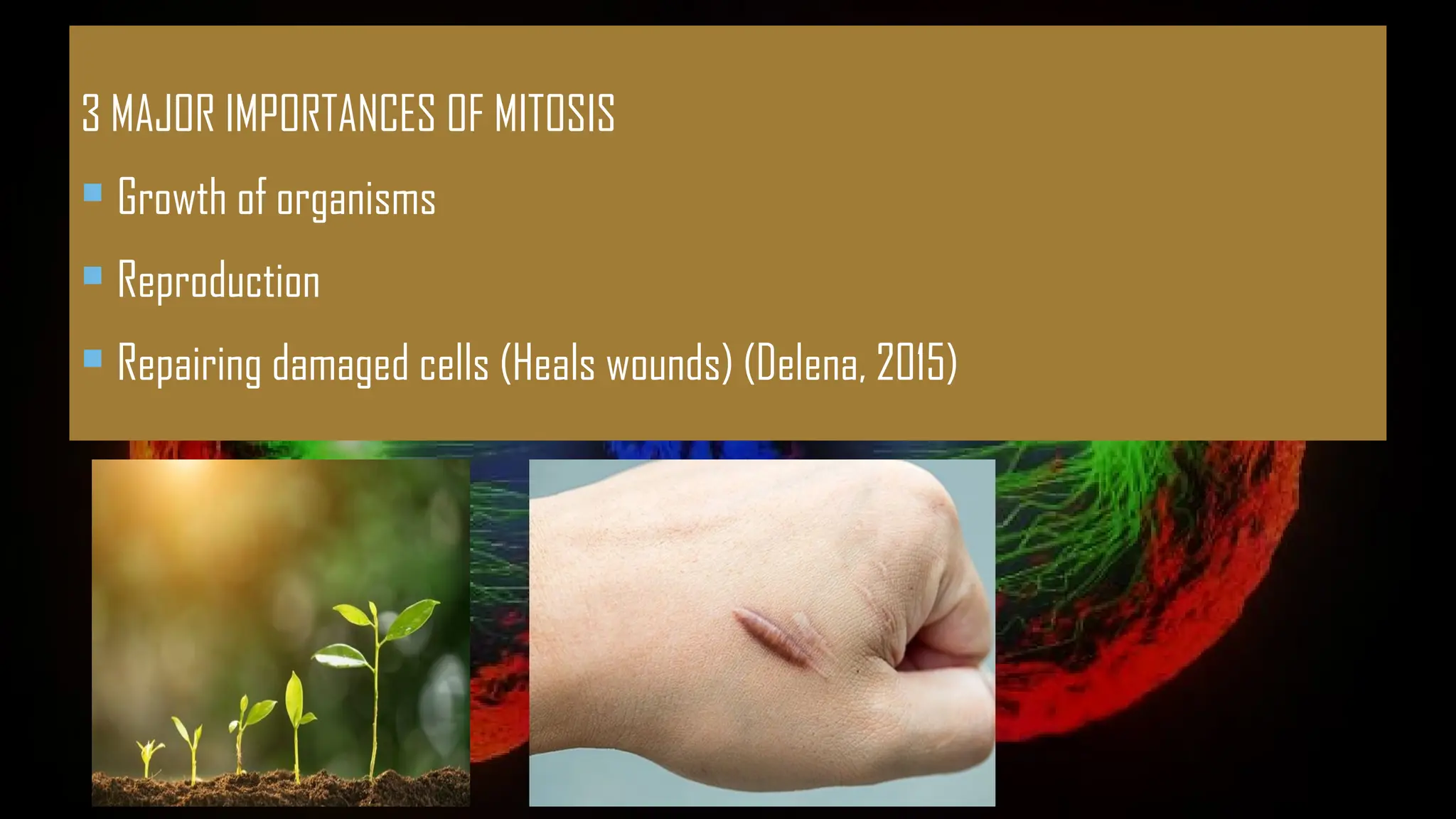 Life Sciences Grade10, Cell Division: Mitosis (and cancer) | PPTX