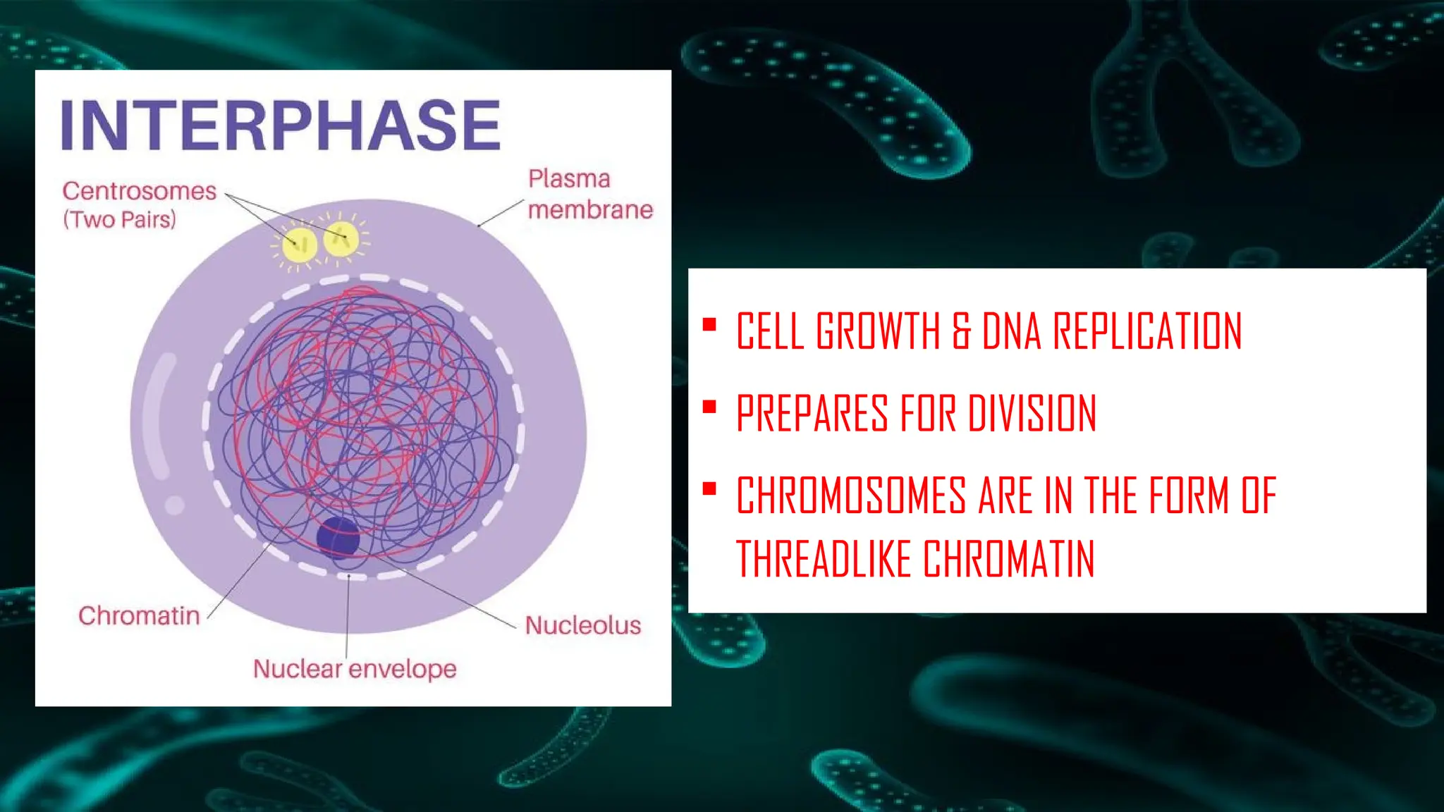 Life Sciences Grade10, Cell Division: Mitosis (and cancer) | PPTX