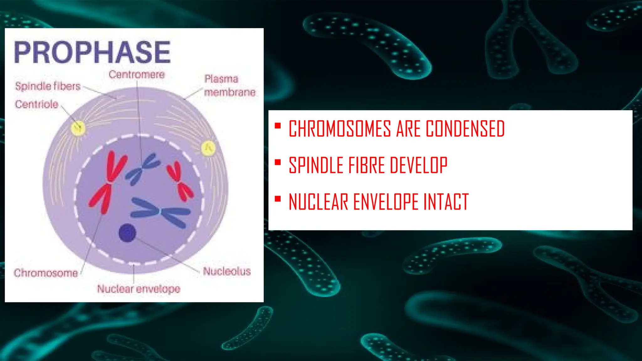 Life Sciences Grade10, Cell Division: Mitosis (and cancer) | PPTX