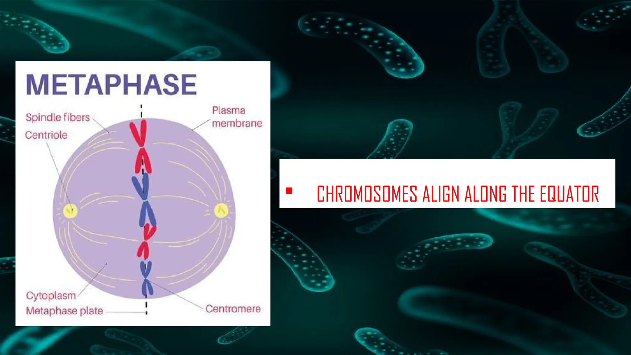 Life Sciences Grade10, Cell Division: Mitosis (and cancer) | PPTX