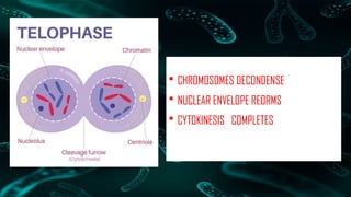 Life Sciences Grade10, Cell Division: Mitosis (and cancer) | PPTX ...