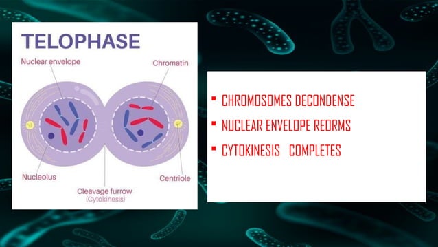 Life Sciences Grade10, Cell Division: Mitosis (and cancer) | PPTX ...