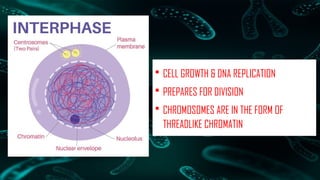 Life Sciences Grade10, Cell Division: Mitosis (and cancer) | PPTX