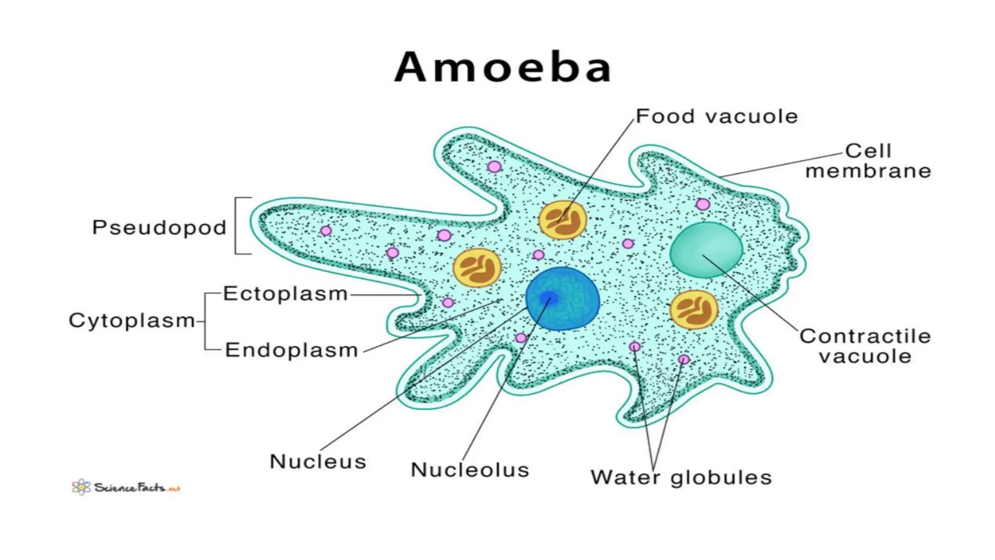 Life Sciences-Microorganisms (Bacteria, Fungi, Virus, Protista) | PDF