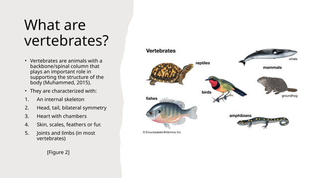 TST CURATION ASSIGNMENT Reproduction in vertebrates | PPT