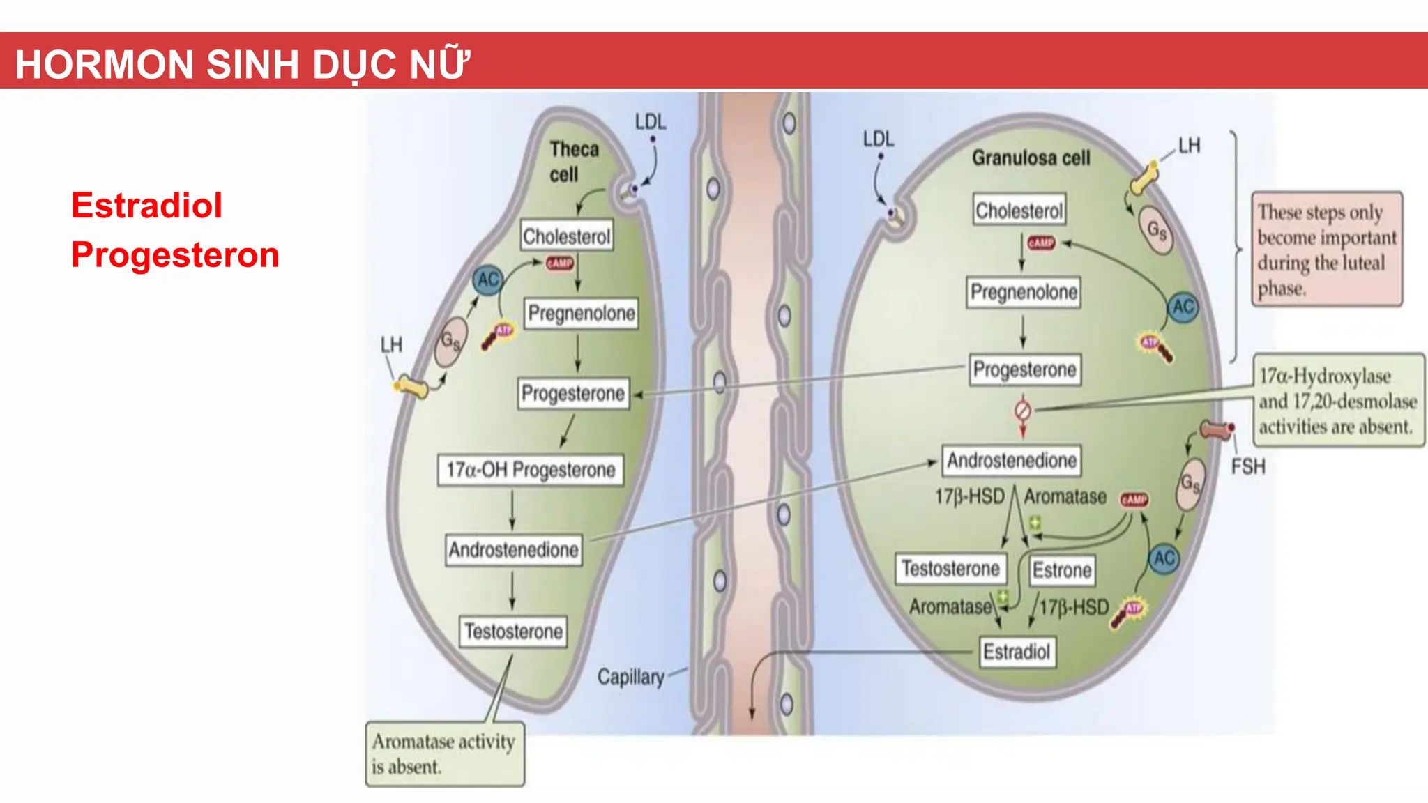 TS THẢO - HORMON-đại cương 2023 hoc y kho | PDF