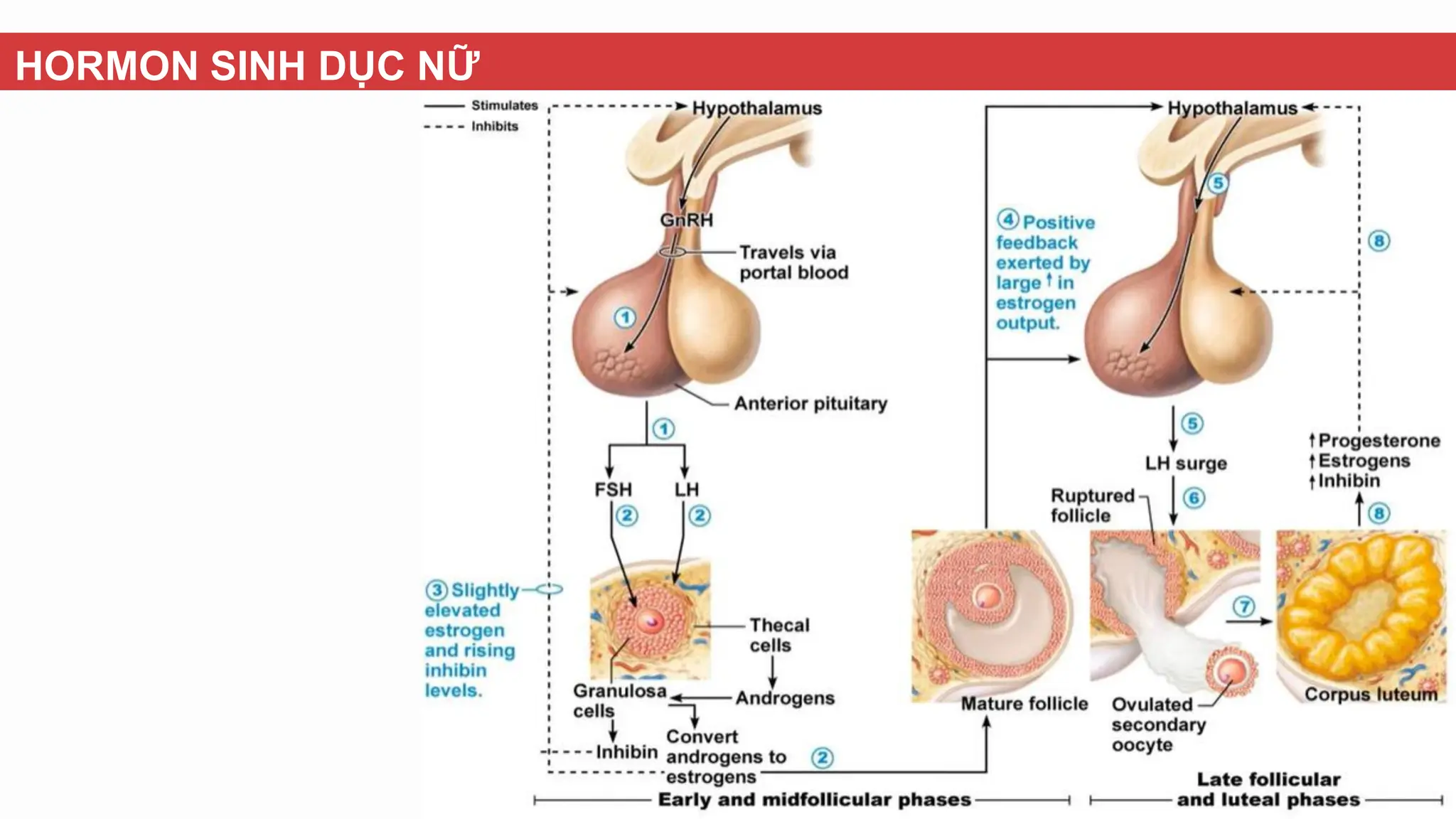 TS THẢO - HORMON-đại cương 2023 hoc y kho | PDF