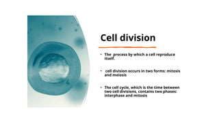 mitosis slides for cell division and health issues | PPTX