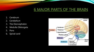 the brain | PPTX | Brain and Nervous System Disorders | Diseases and ...