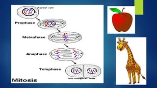 Tst presentation 2018 | PPT