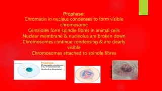 Tst presentation 2018 | PPT