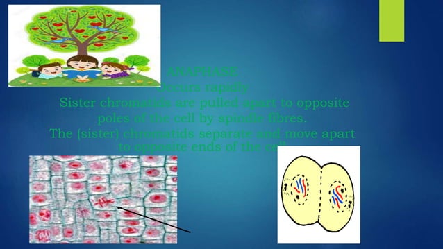 Tst presentation 2018 | PPT