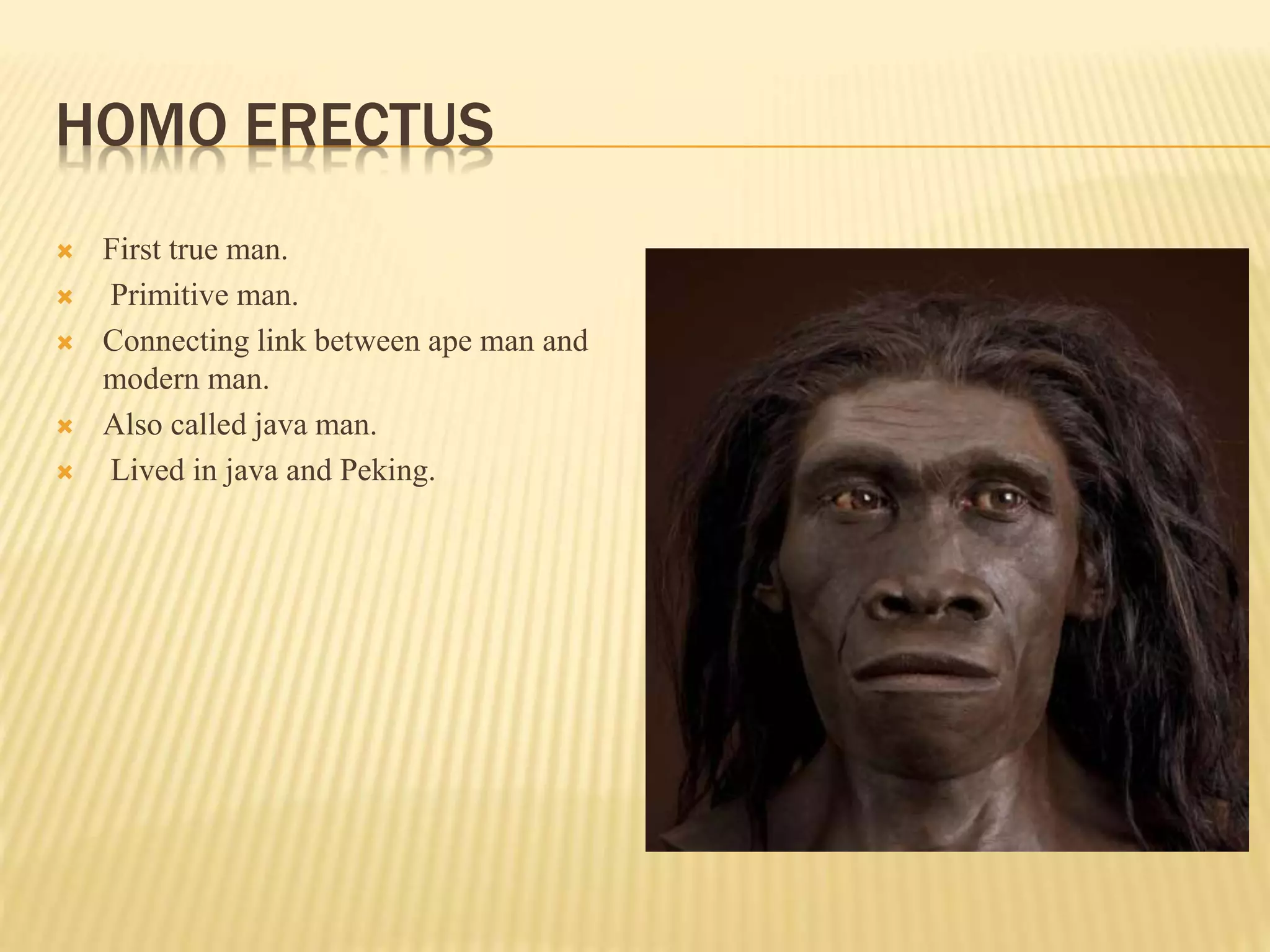 human evolution | PPTX