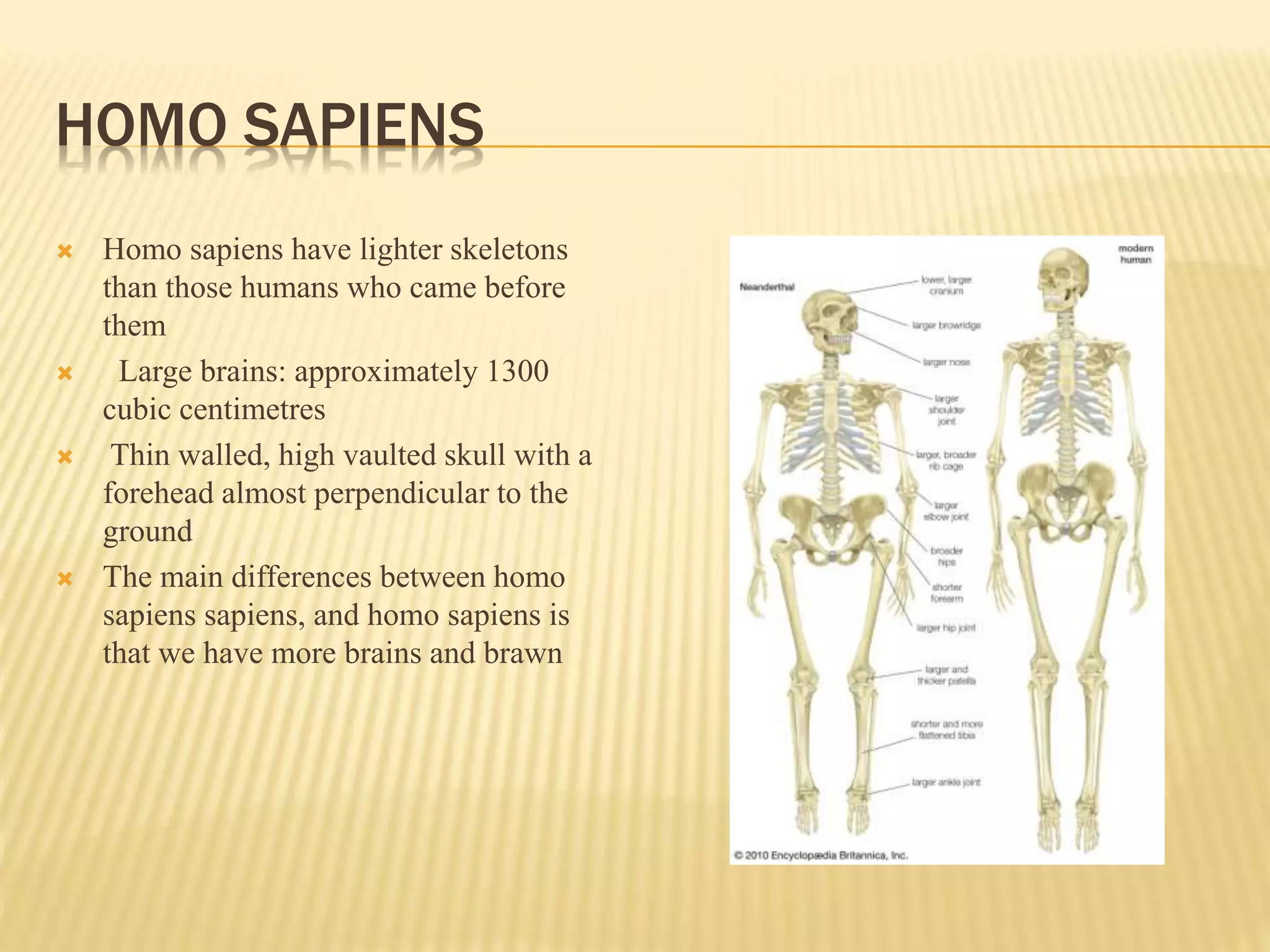 human evolution | PPTX