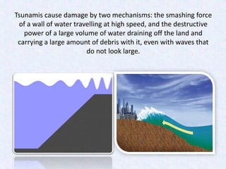 Tsunami | PPT | Free Download