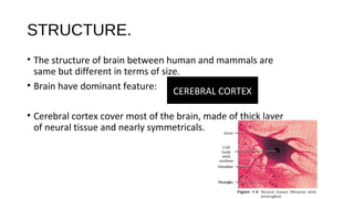 HOW THE BRAIN WORKS? | PPT