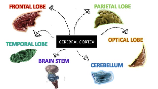 HOW THE BRAIN WORKS? | PPT