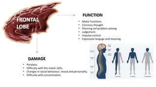 HOW THE BRAIN WORKS? | PPT